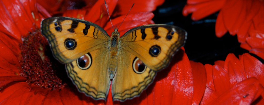 DSAC logo letters – Daphne Smit Awareness Consultancy