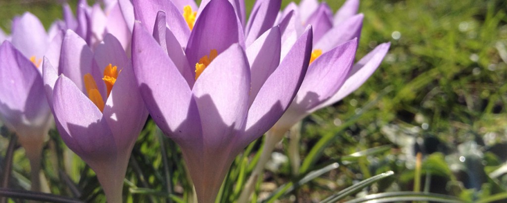 DSAC logo letters – Daphne Smit Awareness Consultancy